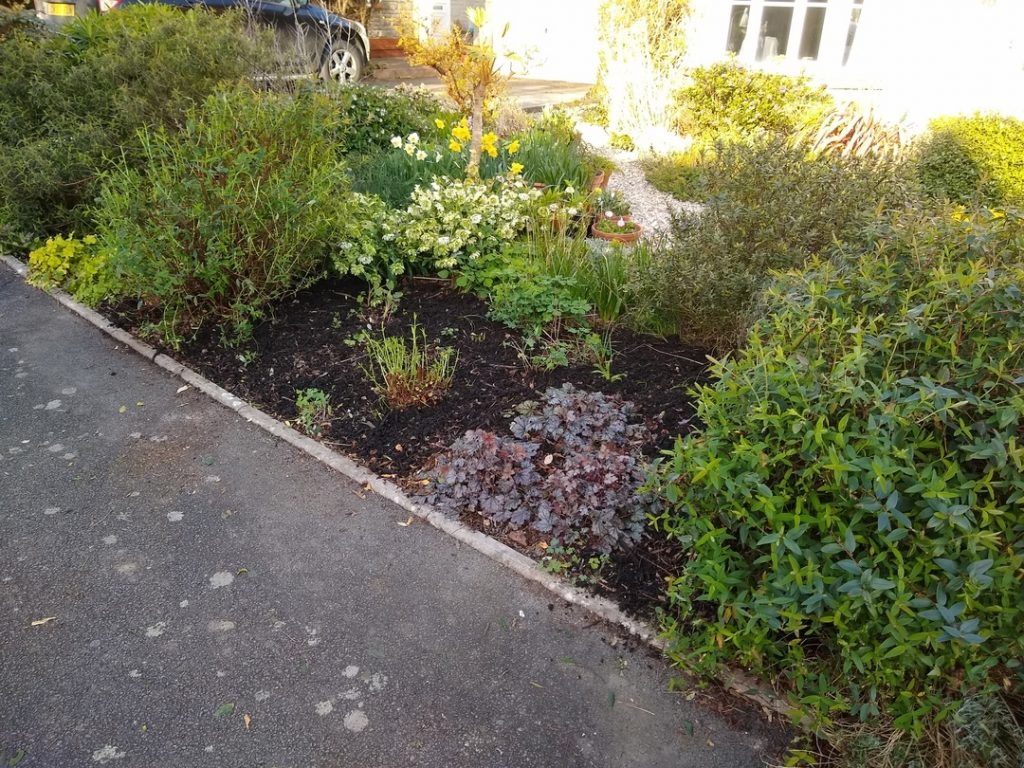 Prune hypericum at the front | New garden