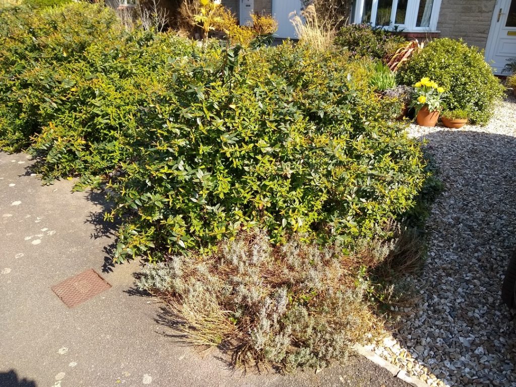 Prune hypericum at the front | New garden